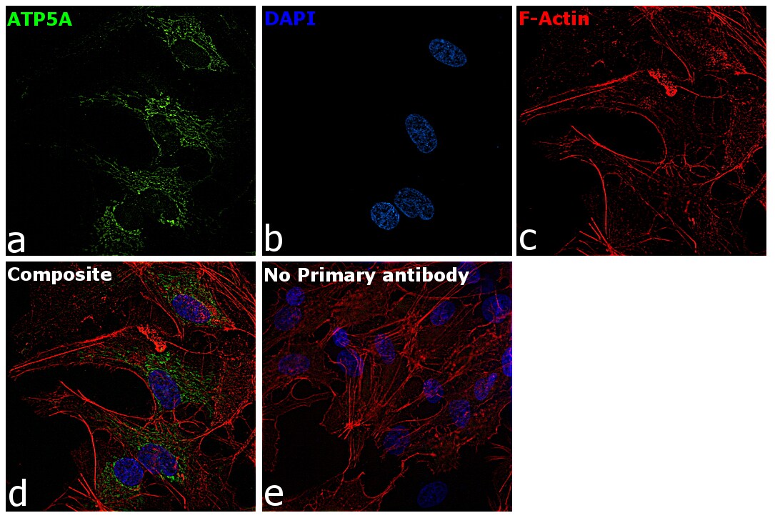 ATP5A1 Antibody (PA5-27504)