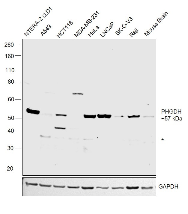 PHGDH Antibody (PA5-27578)