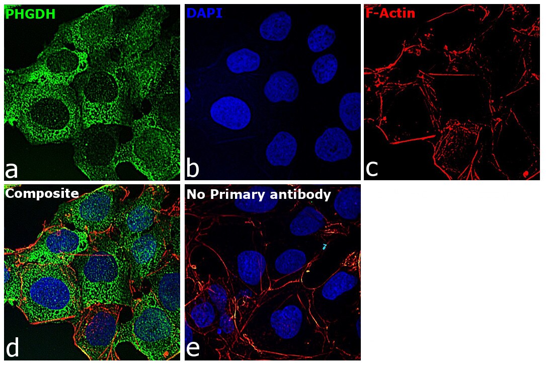 PHGDH Antibody (PA5-27579)
