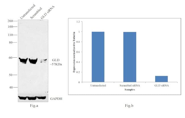 GLI3 Antibody (PA5-28029)