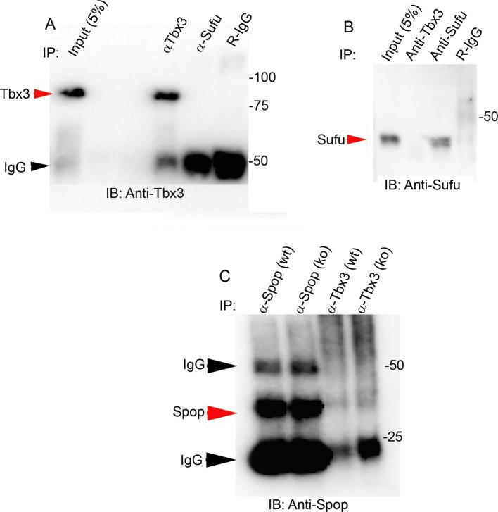 SPOP Antibody (PA5-28522)