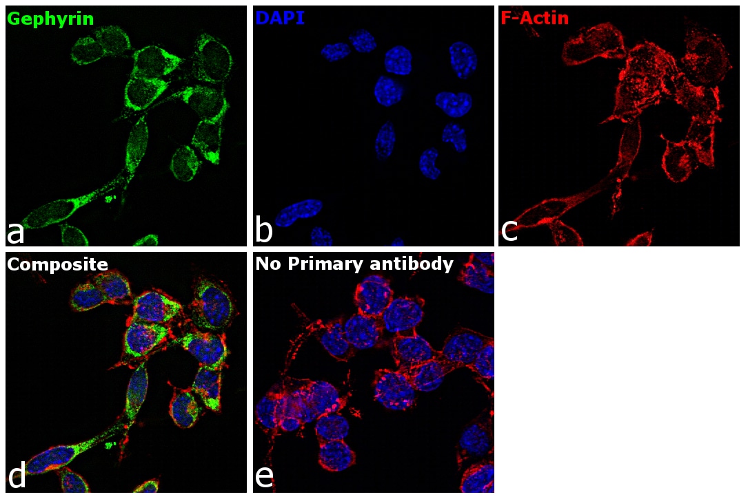Gephyrin Antibody (PA5-29036)
