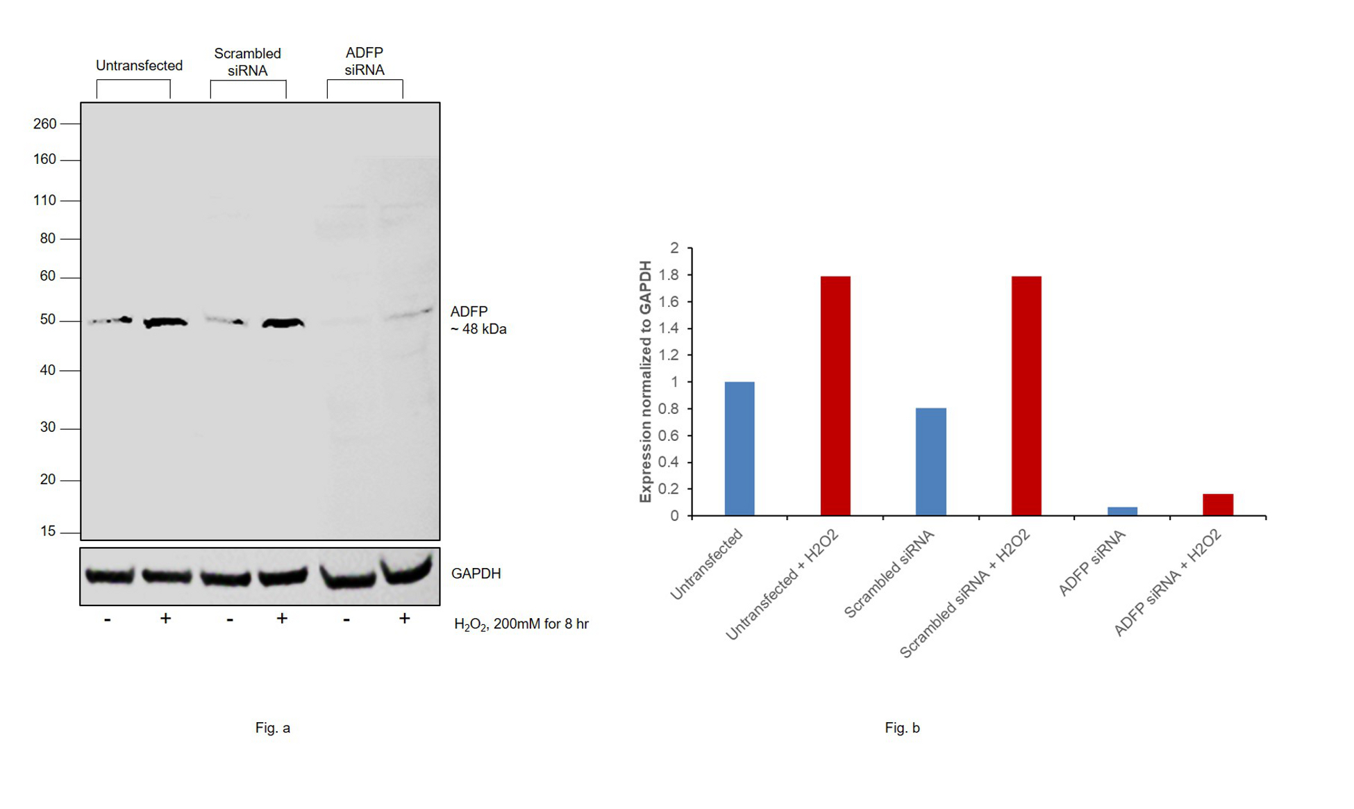 ADFP Antibody (PA5-29099)