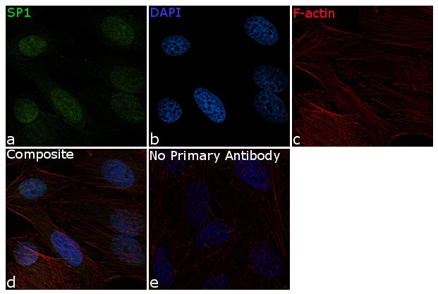 SP1 Antibody (PA5-29165)