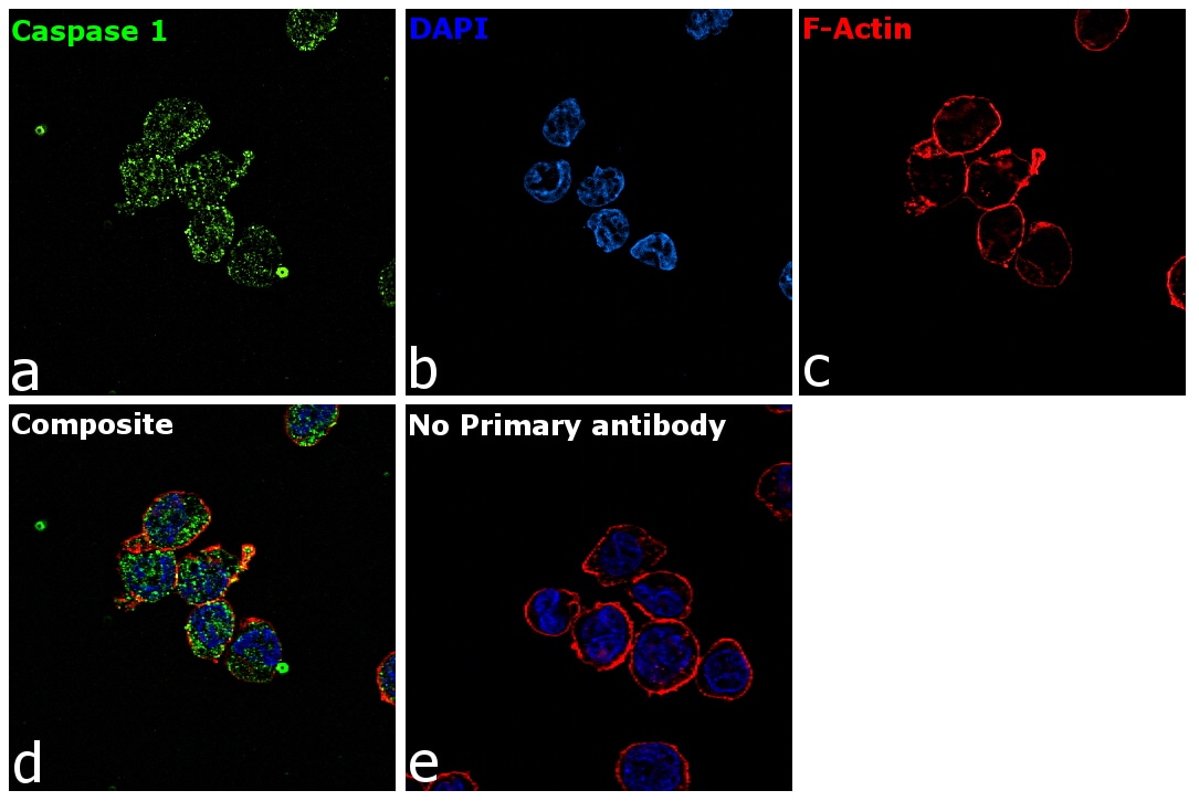 Caspase 1 Antibody (PA5-29342)