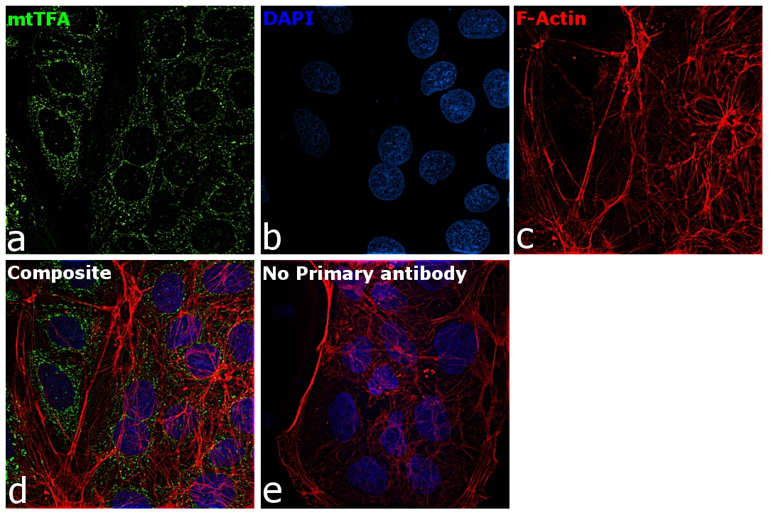 TFAM Antibody (PA5-29571)