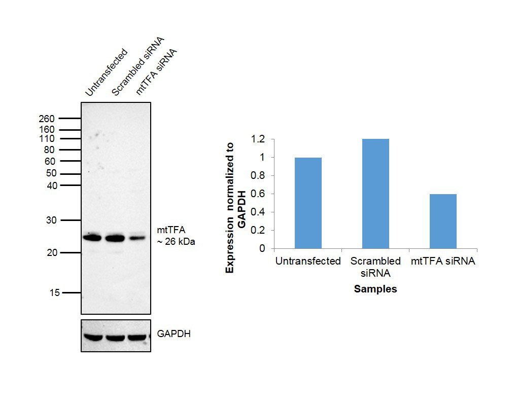 TFAM Antibody (PA5-29571)