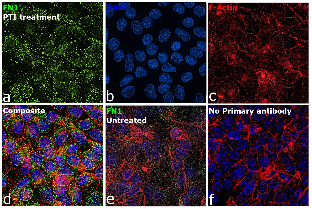 Fibronectin Antibody (PA5-29578)