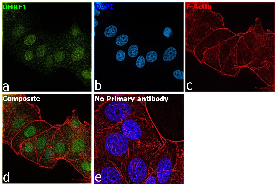 UHRF1 Antibody (PA5-29884)