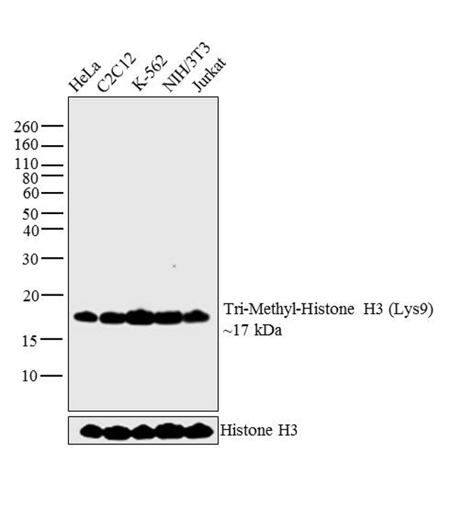 H3K9me3 Antibody (PA5-31910)