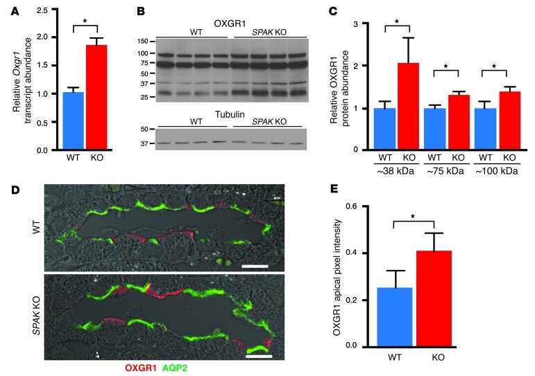 OXGR1 Antibody (PA5-32960)