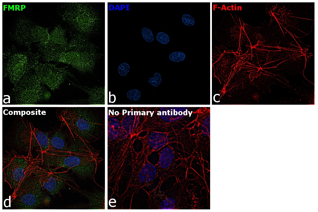 FMRP Antibody (PA5-34584)