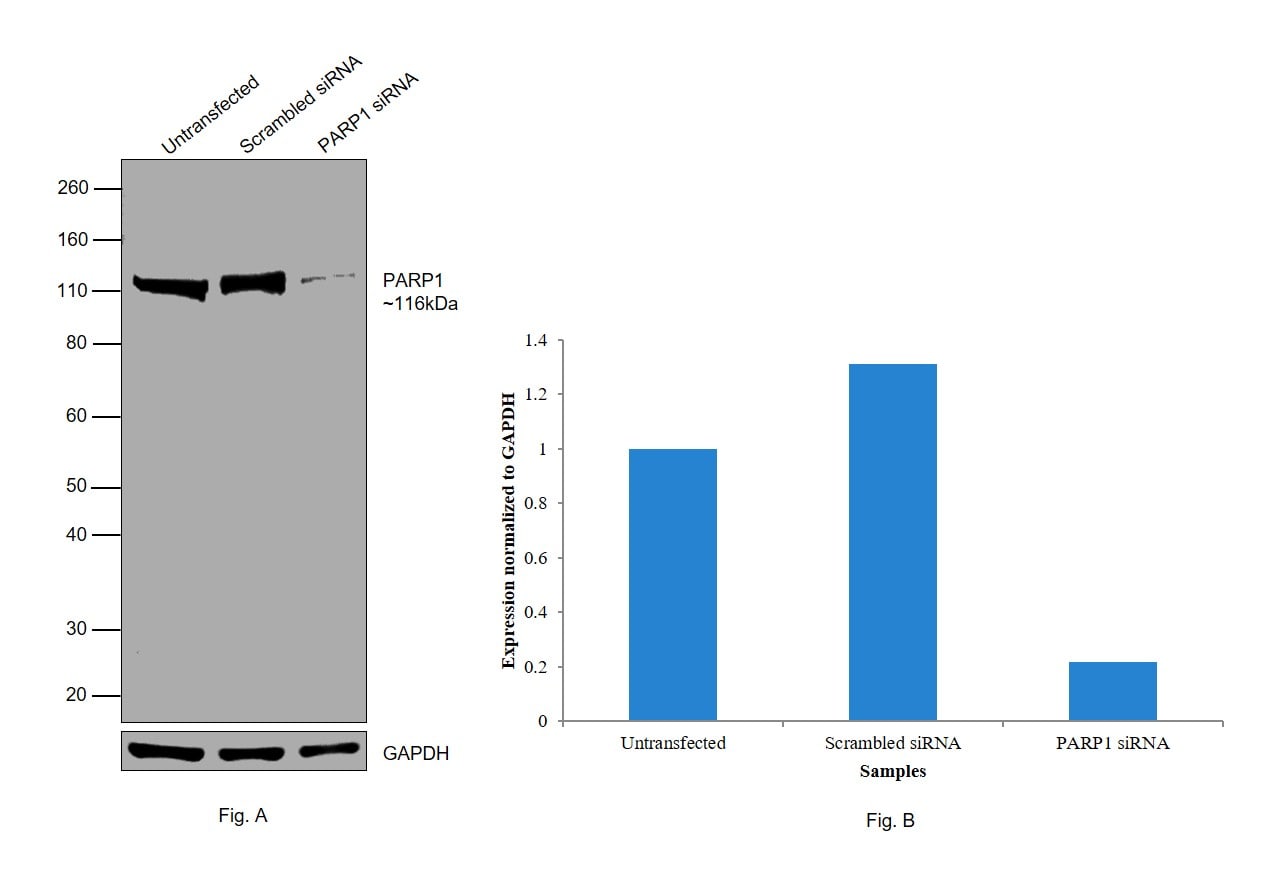 PARP1 Antibody (PA5-34802)