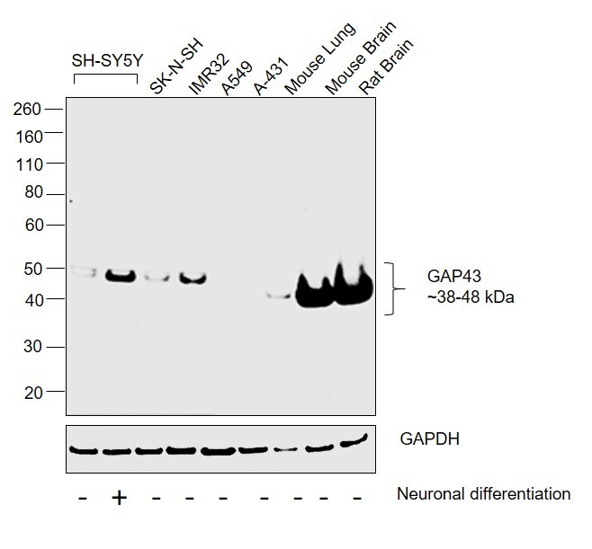 GAP43 Antibody (PA5-34943)