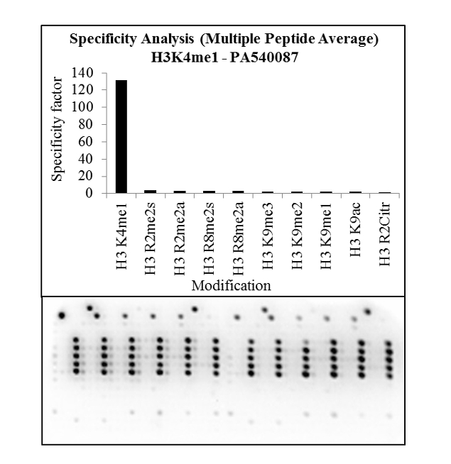 H3K4me1 Antibody (PA5-40087)