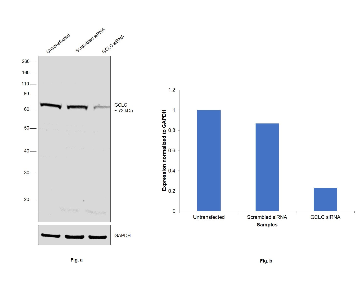 GCLC Antibody (PA5-44190)