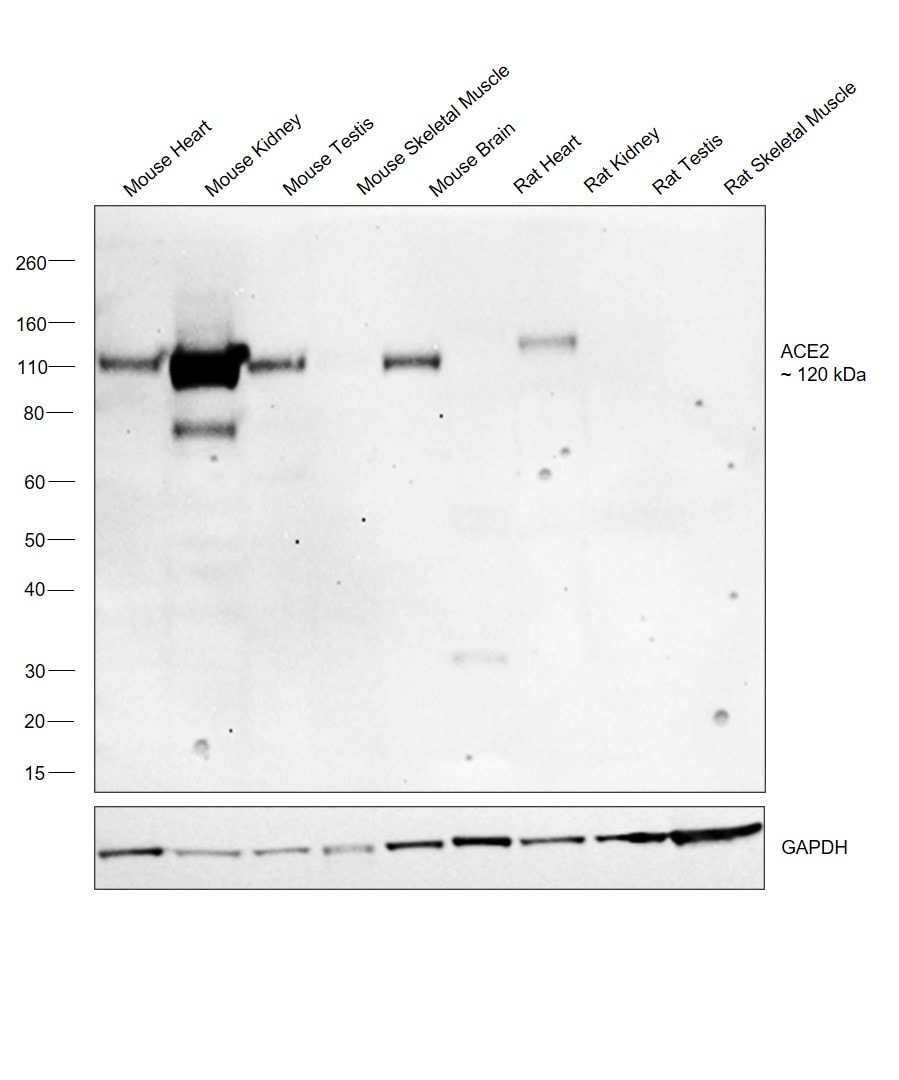 ACE2 Antibody (PA5-47488)