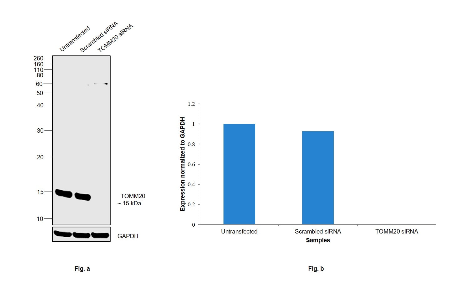 TOMM20 Antibody (PA5-52843)