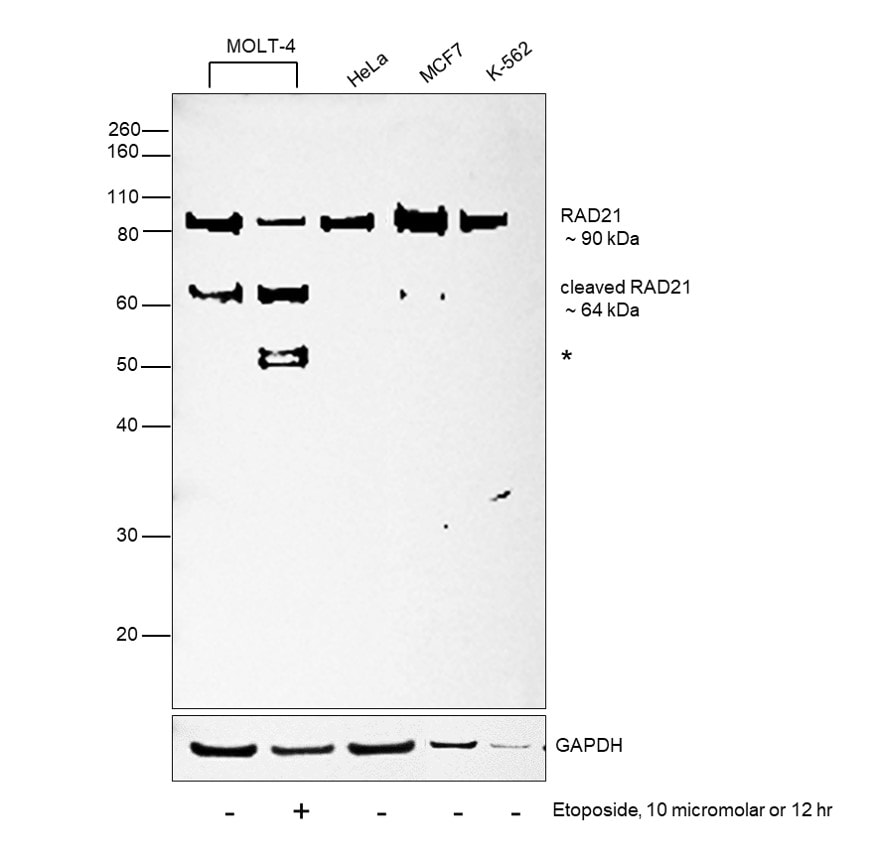 RAD21 Antibody (PA5-54128)