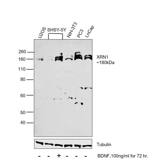 XRN1 Antibody (PA5-57110)