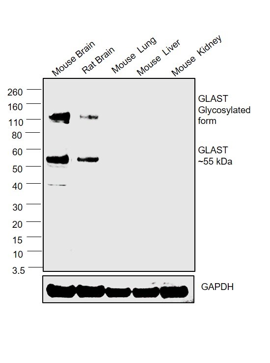 GLAST Antibody (PA5-72895)