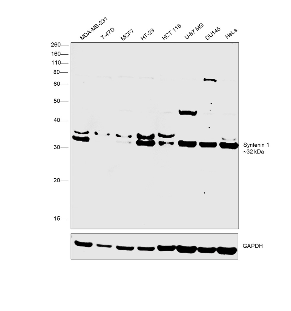 Syntenin 1 Antibody (PA5-76618)
