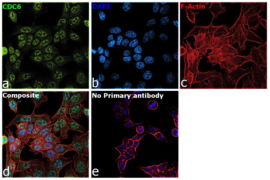 Cdc6 Antibody (PA5-77901)