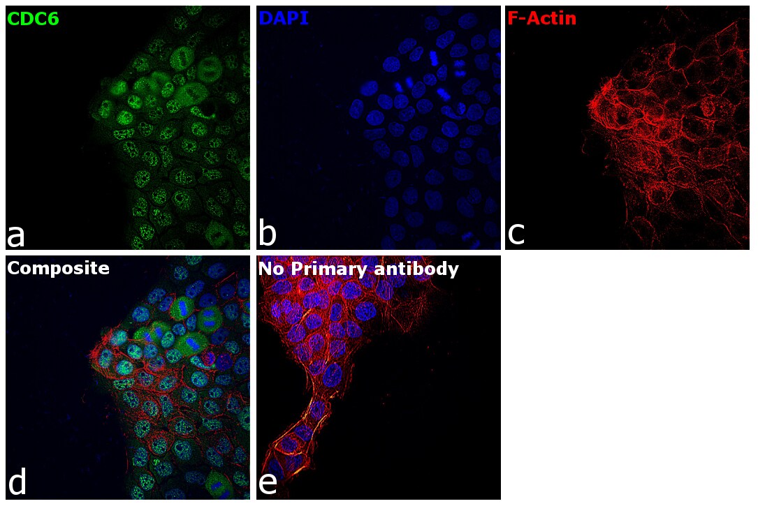 Cdc6 Antibody (PA5-77901)