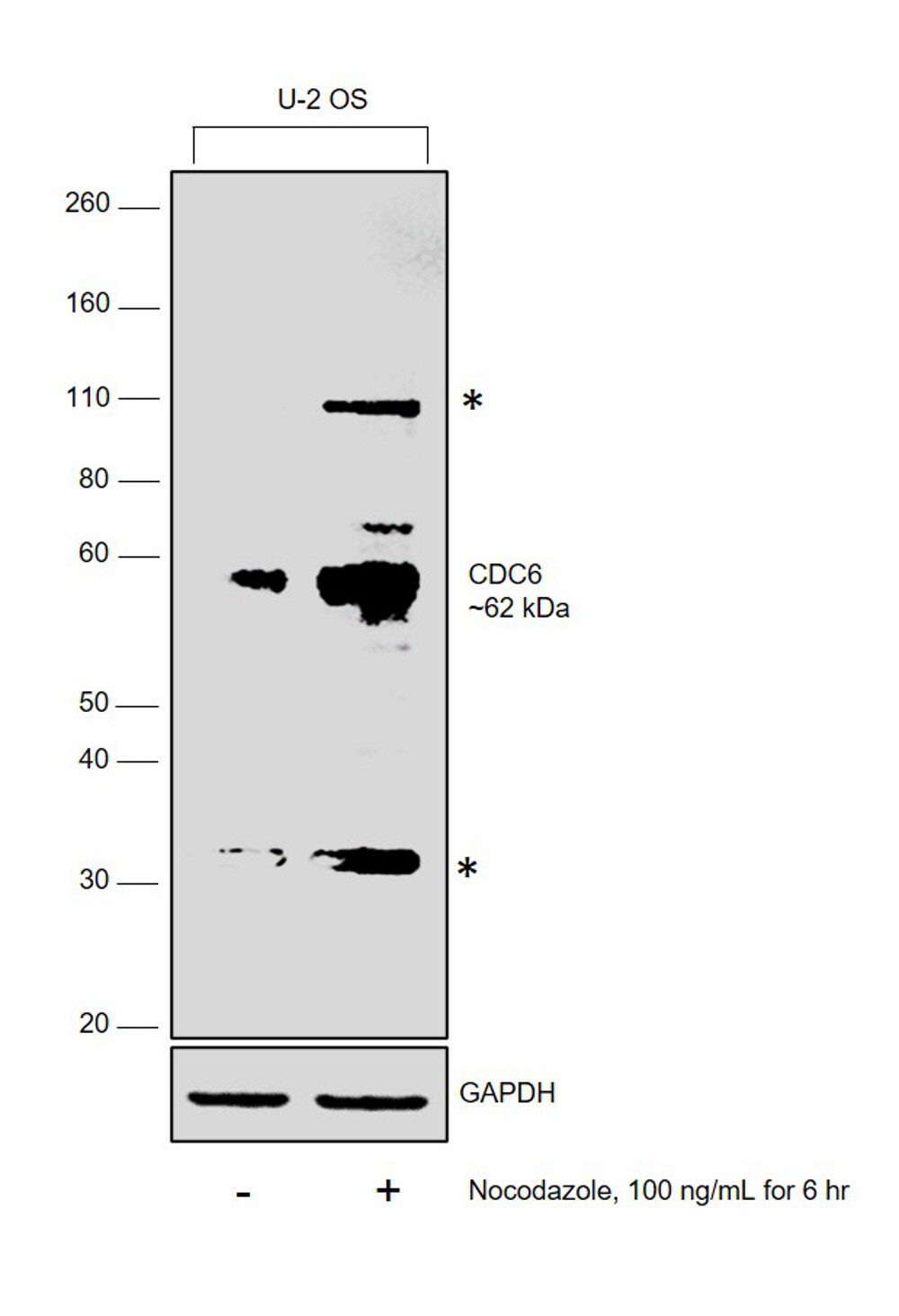 Cdc6 Antibody (PA5-77901)