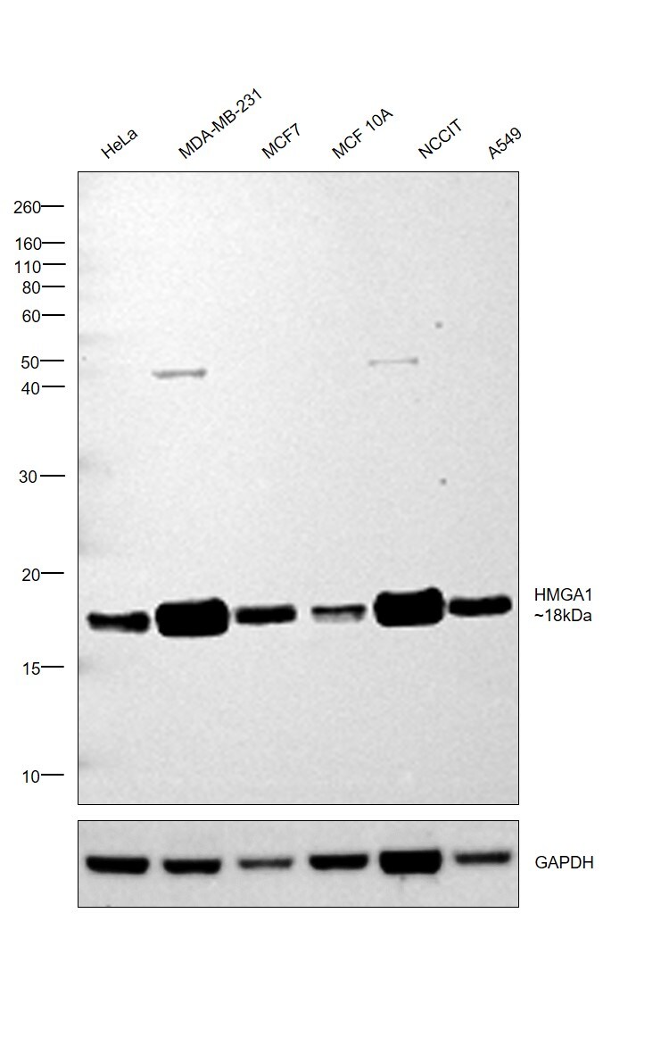 HMGA1 Antibody (PA5-78007)