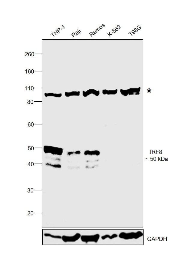 IRF8 Antibody (PA5-78013)