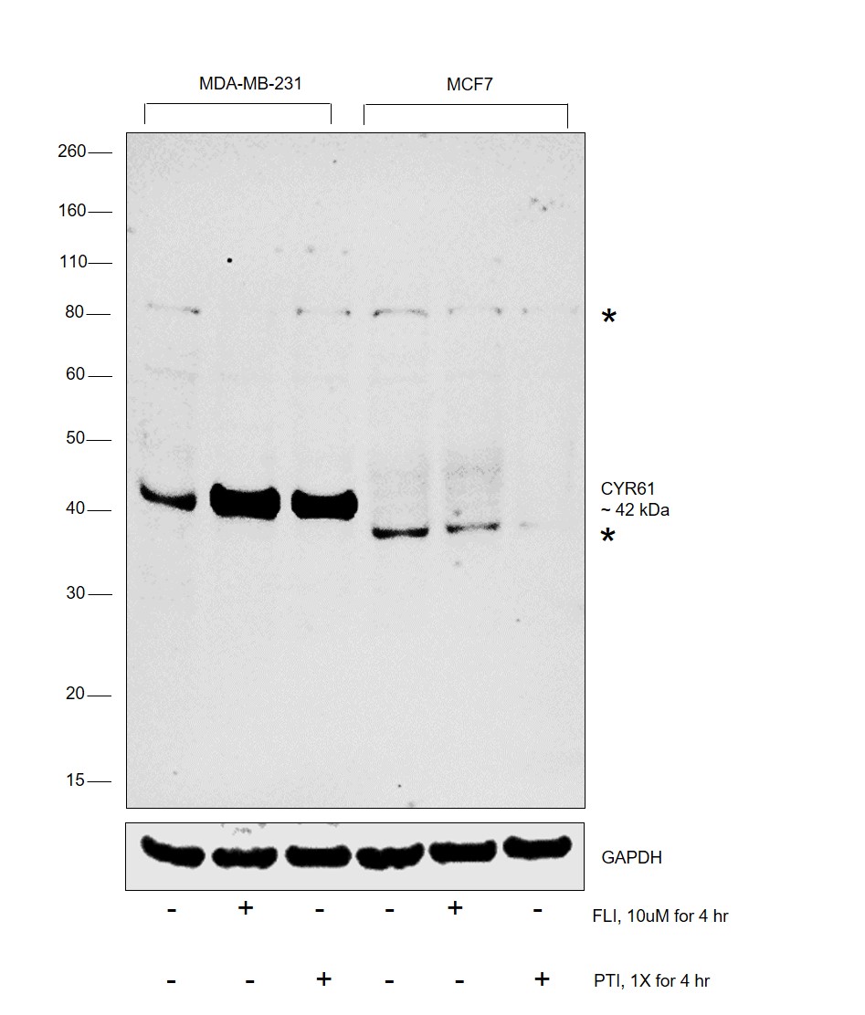 CYR61 Antibody (PA5-78022)