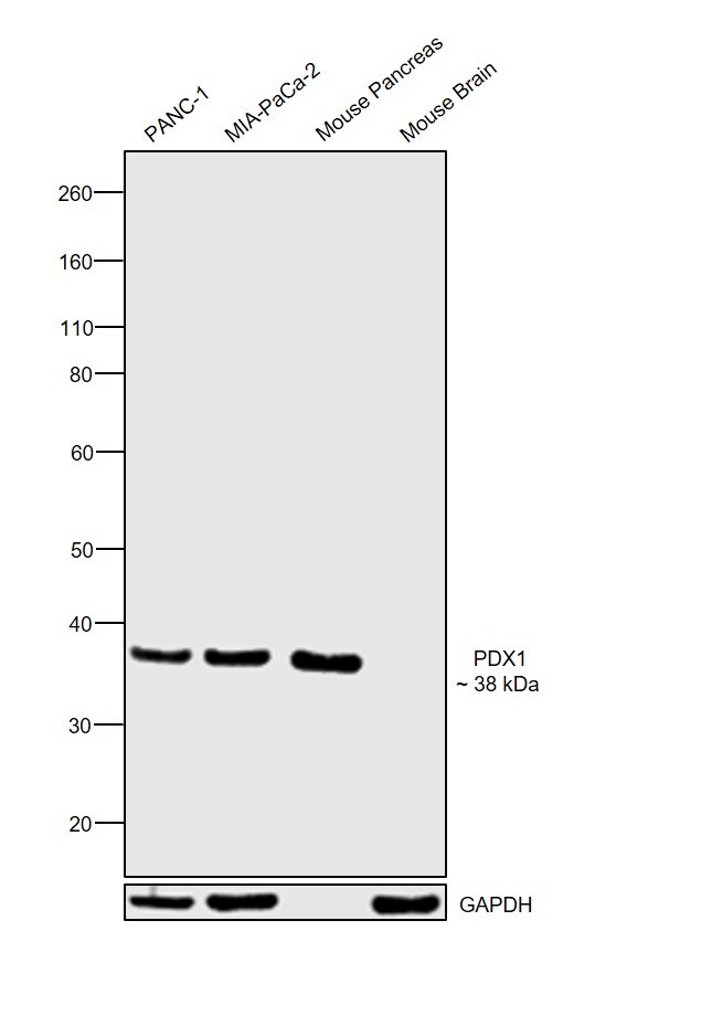 PDX1 Antibody (PA5-78024)