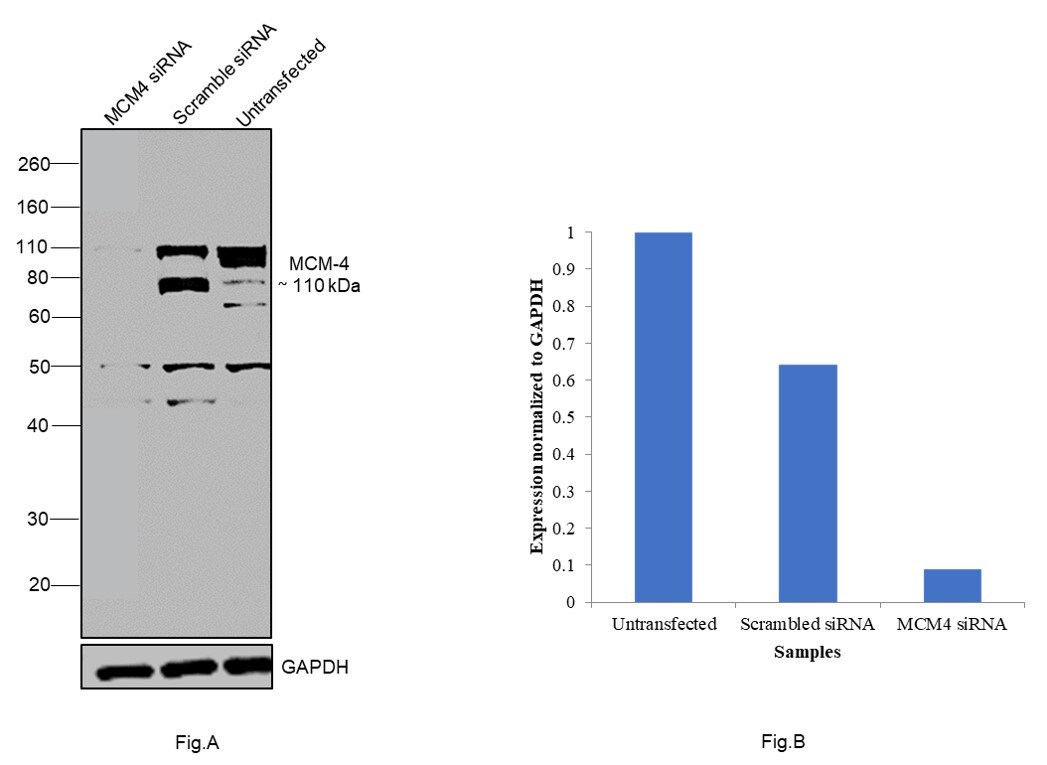 MCM4 Antibody (PA5-78055)