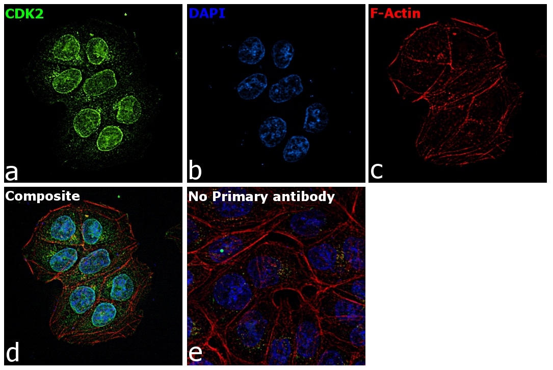 CDK2 Antibody (PA5-79024)