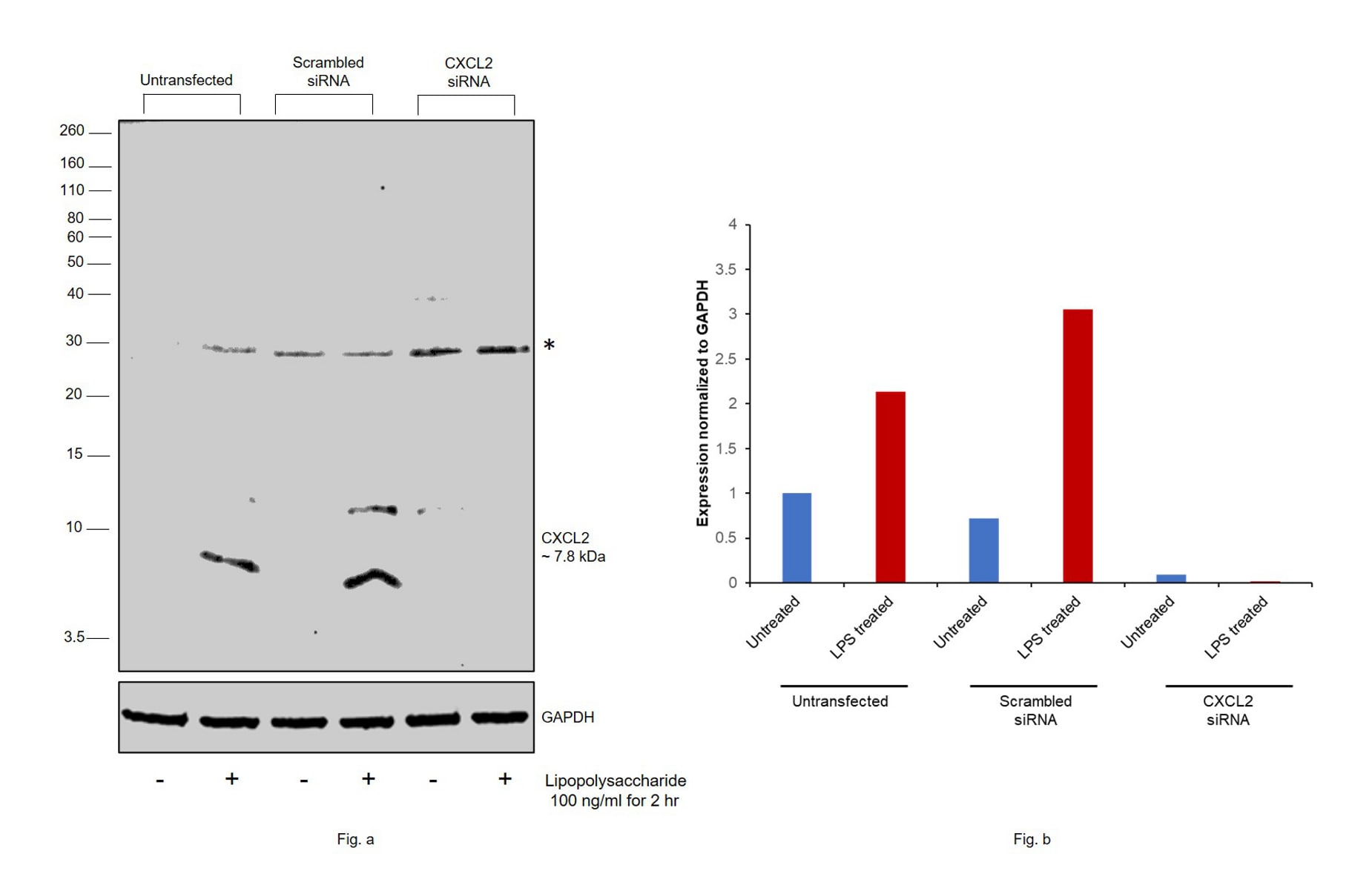 CXCL2 Antibody (PA5-79110)