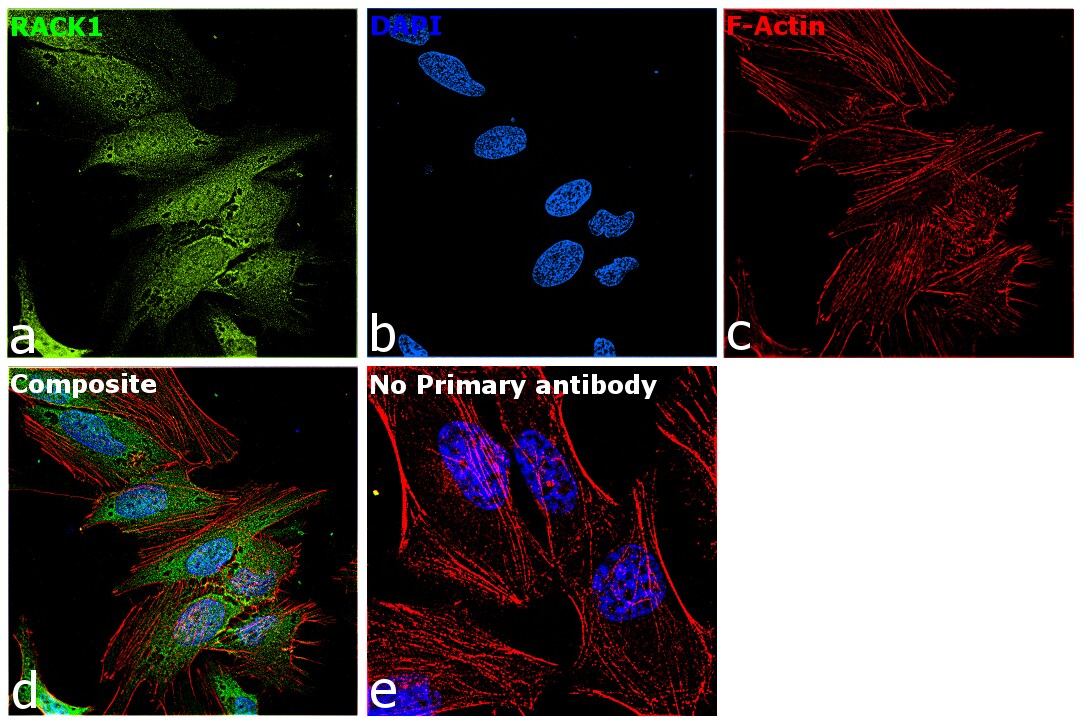 RACK1 Antibody (PA5-79319)