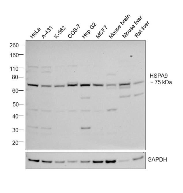 HSPA9 Antibody (PA5-79409)