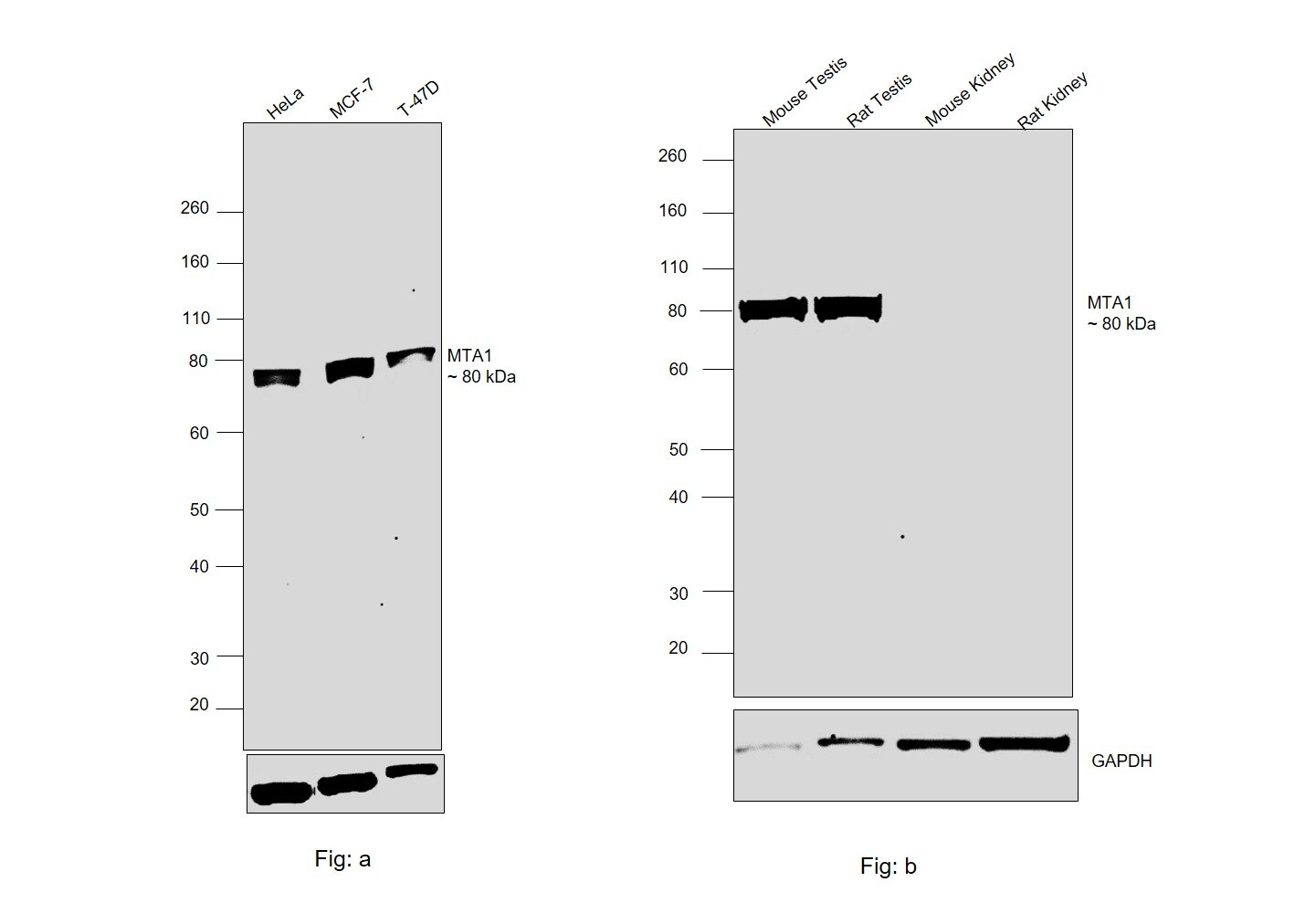 MTA1 Antibody (PA5-79699)