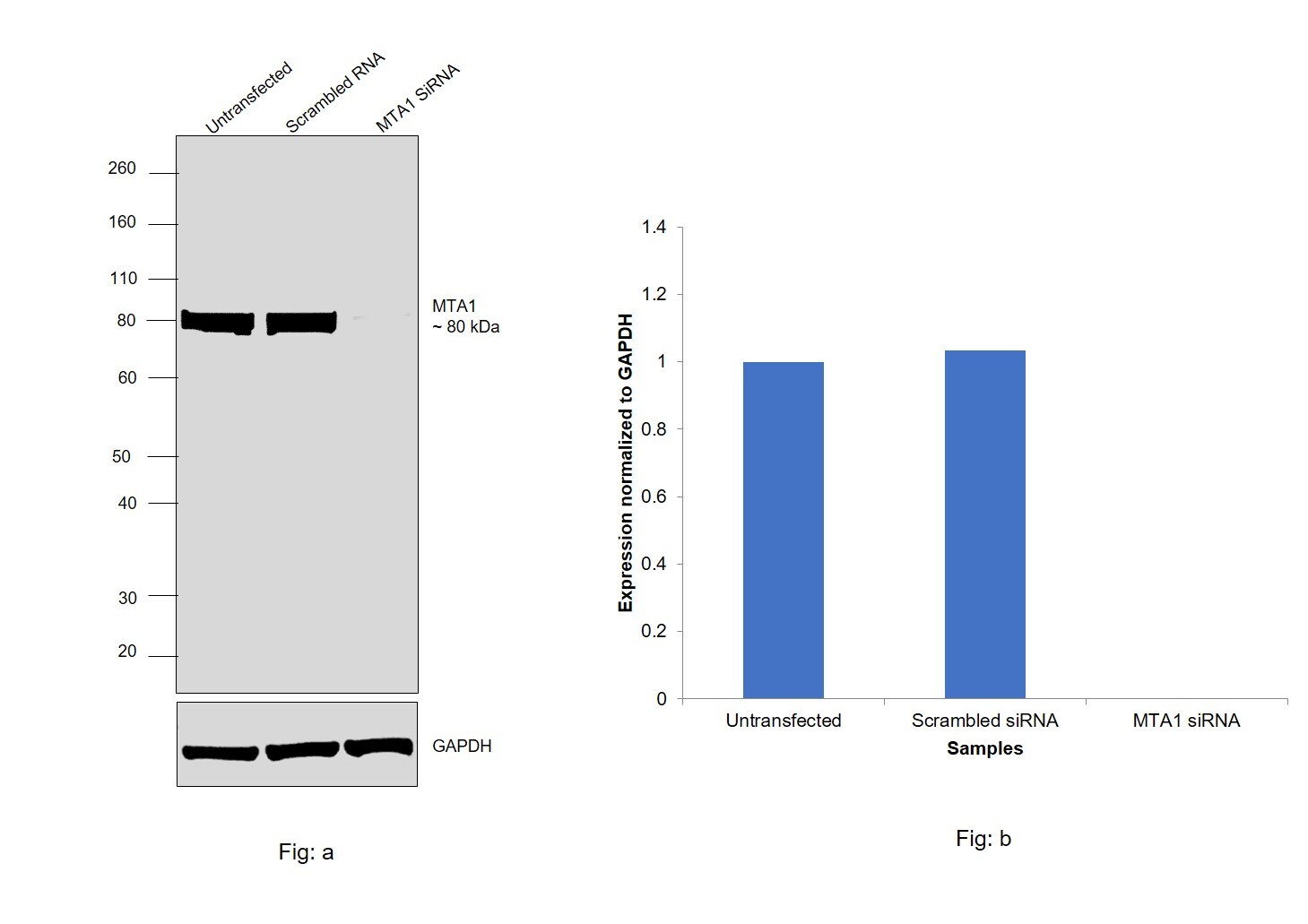 MTA1 Antibody (PA5-79699)