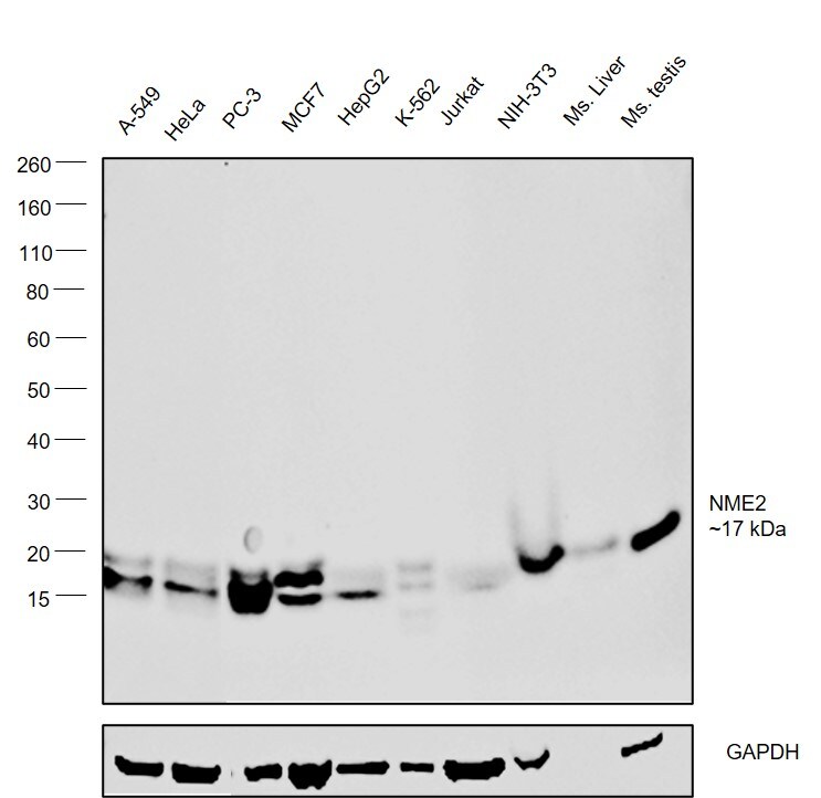 NME2 Antibody (PA5-79744)