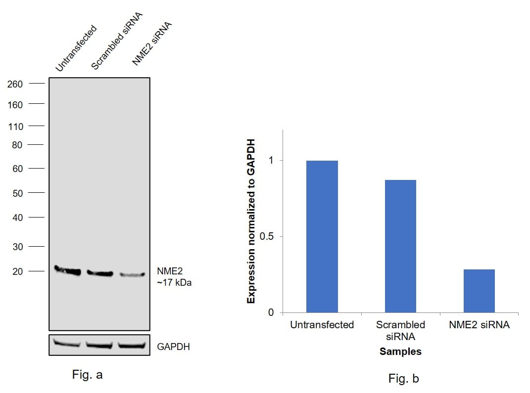 NME2 Antibody (PA5-79744)