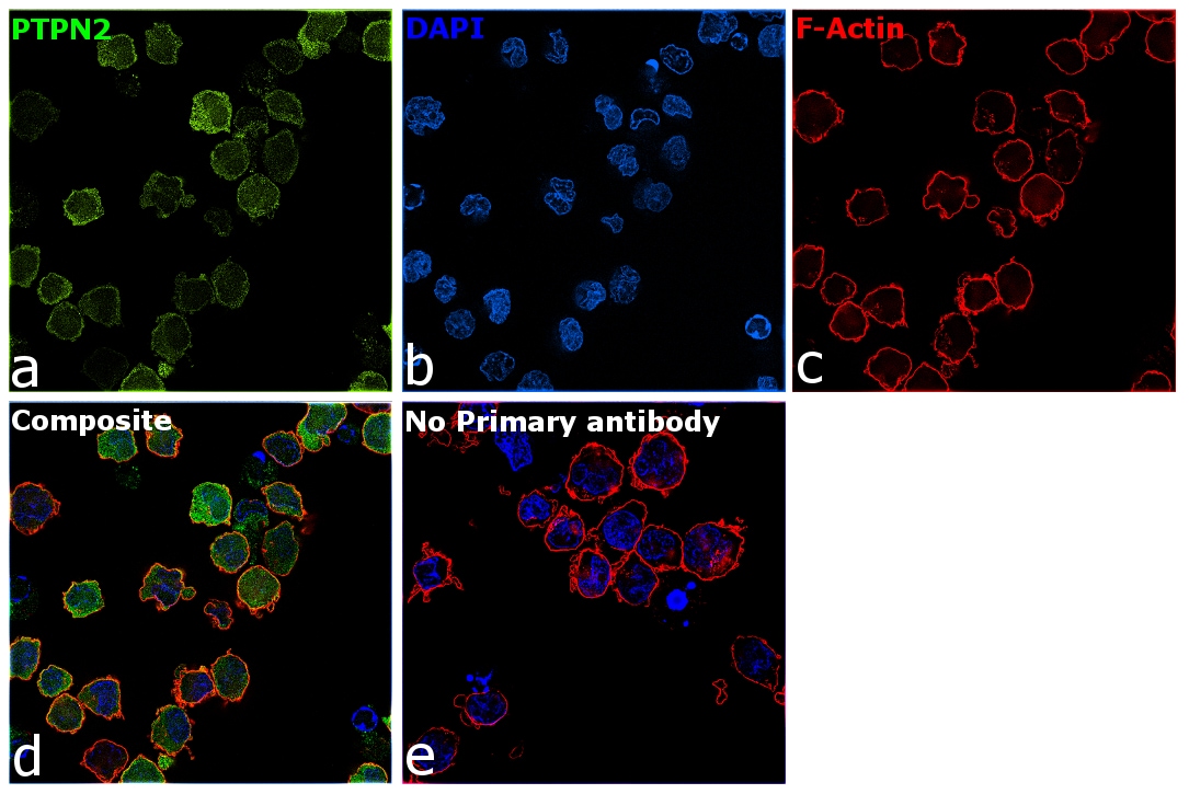 PTPN2 Antibody (PA5-79895)