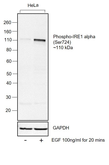 Phospho-IRE1 alpha (Ser724) Antibody (PA5-85738)