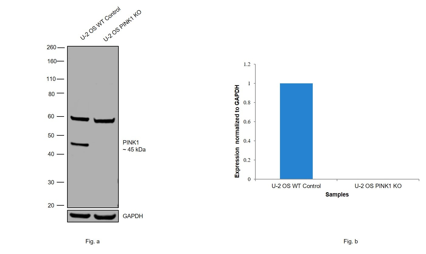 PINK1 Antibody (PA5-86941)