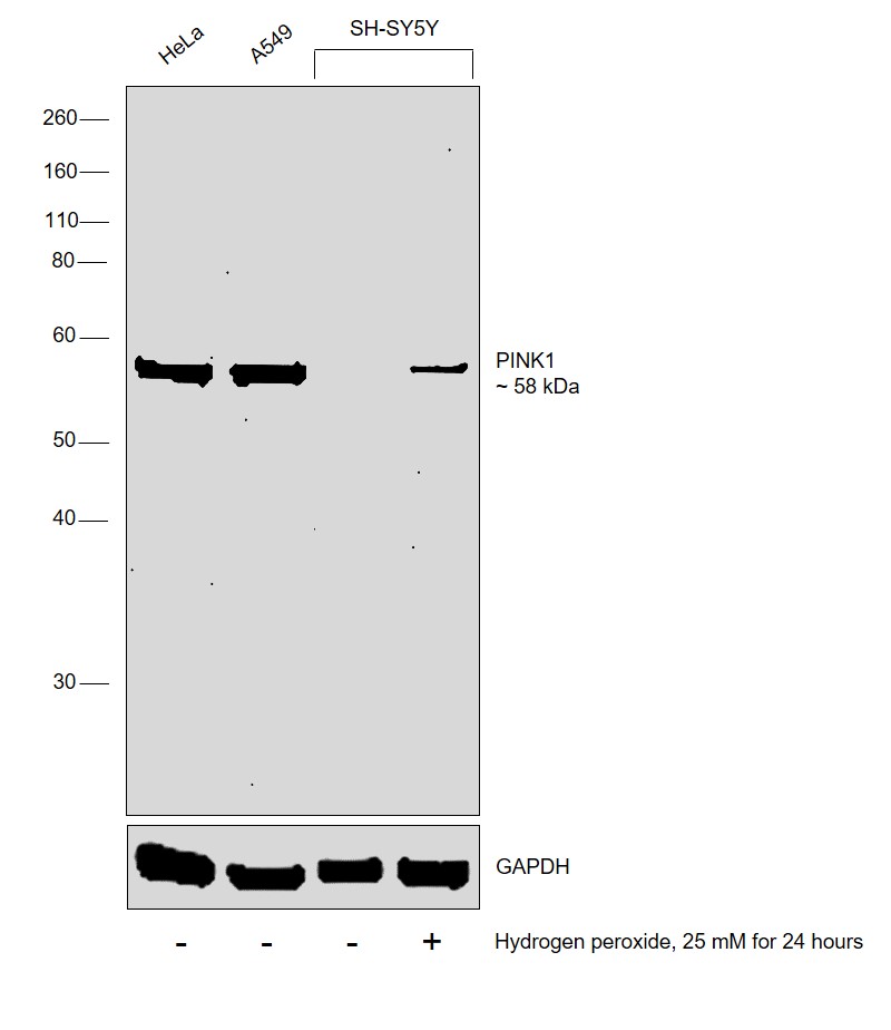 PINK1 Antibody (PA5-86941)