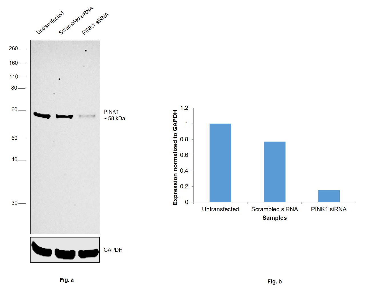 PINK1 Antibody (PA5-86941)
