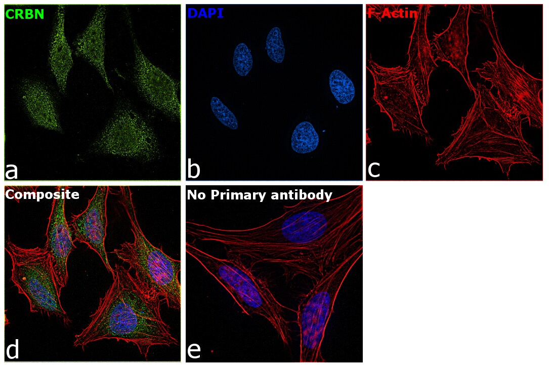 CRBN Antibody (PA5-98708)