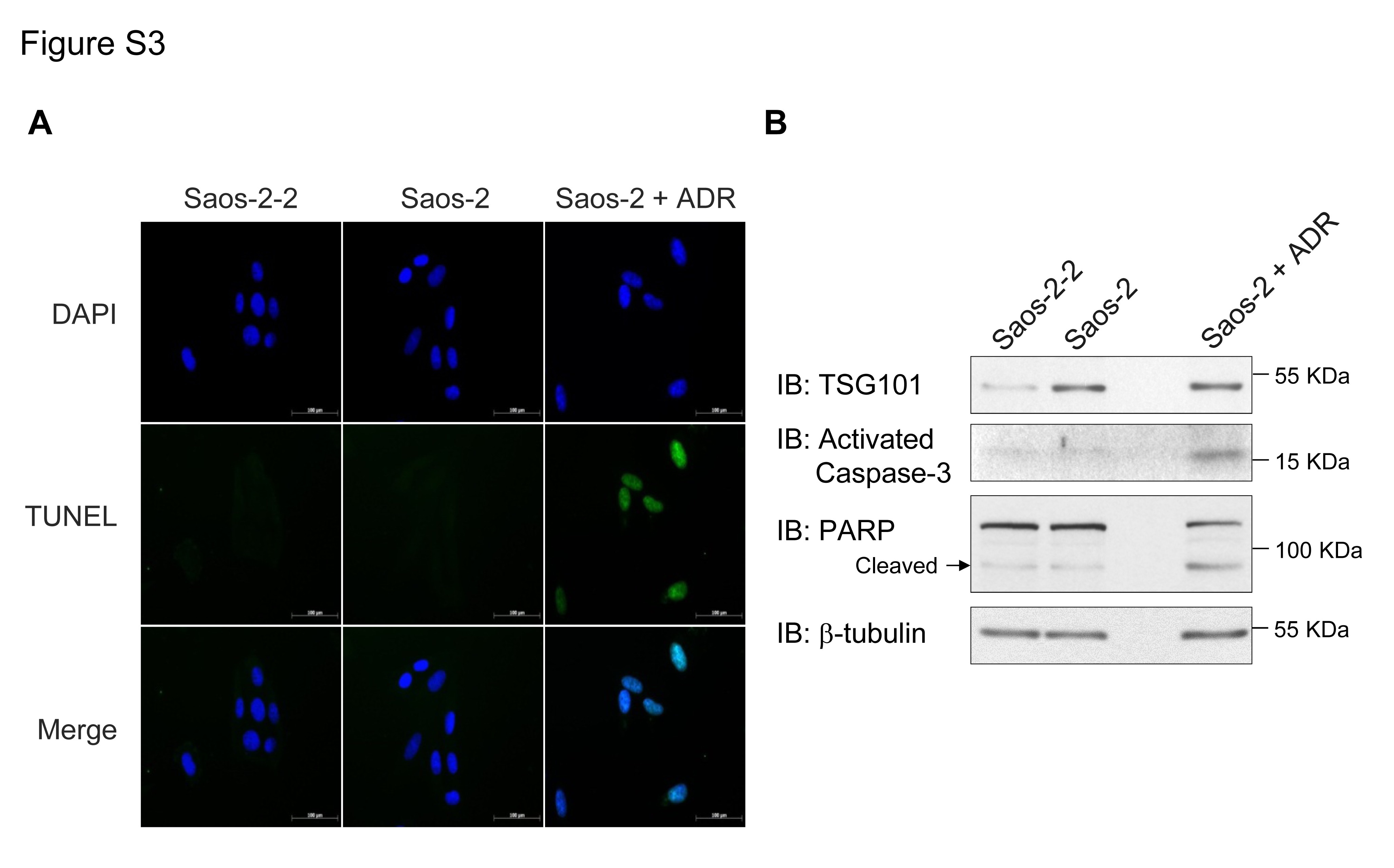 PARP1 Antibody (MA3-950)