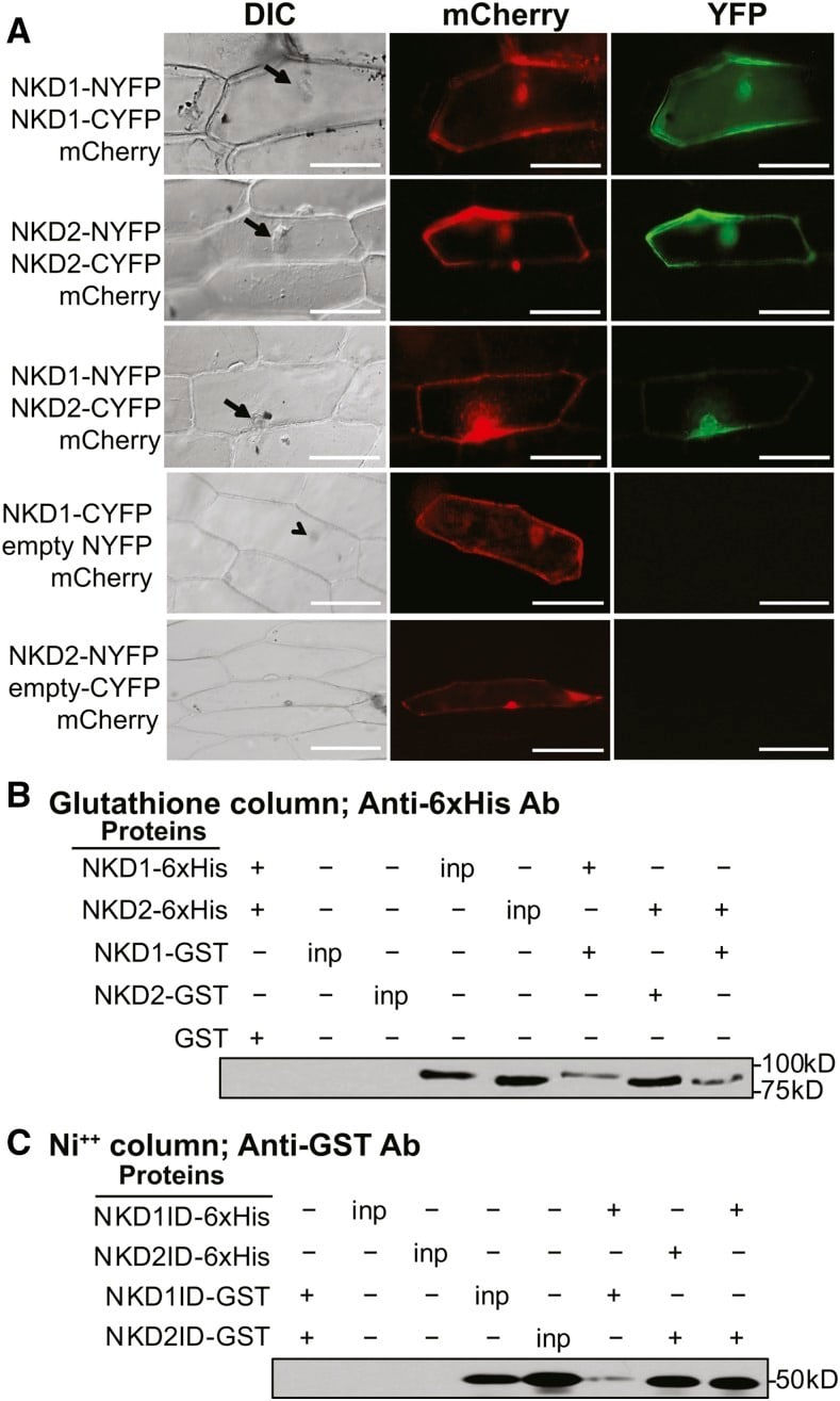 6x-His Tag Antibody, HRP (MA1-21315-HRP)